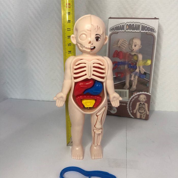 Anatomie du corps humain | Beebs