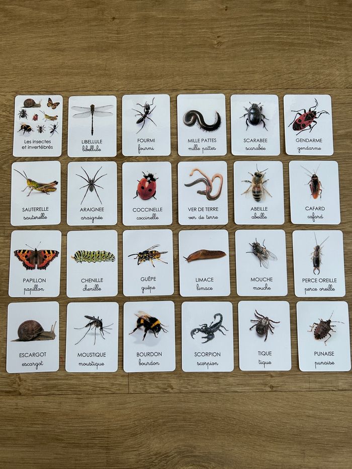 Cartes de nomenclature insectes et invertébrés - Montessori | Beebs