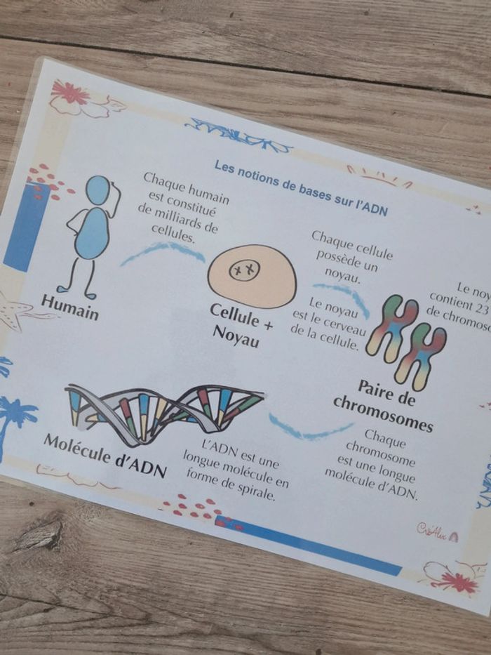 Memo notions sur l ADN 2. Corps humain. Anatomie. Génétique et | Beebs